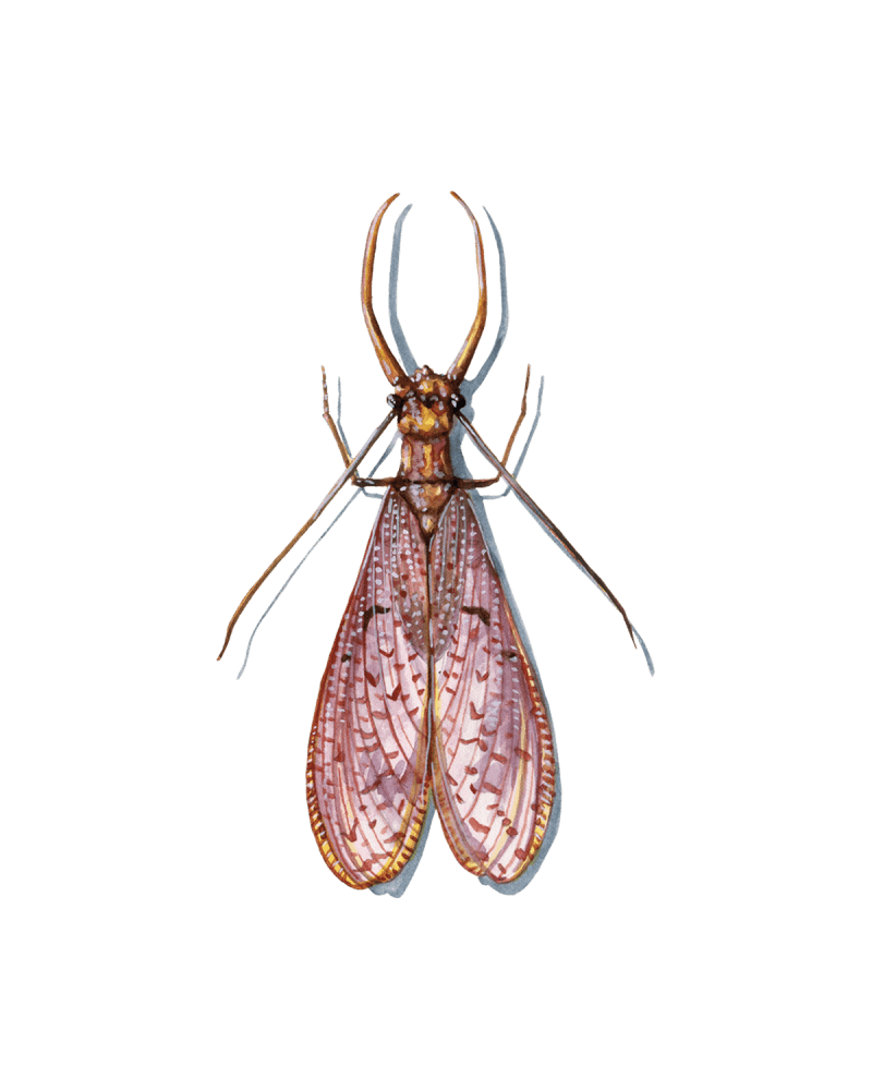 Unveiling the Aquatic Realm: Alderflies, Dobsonflies, and Fishflies ...
