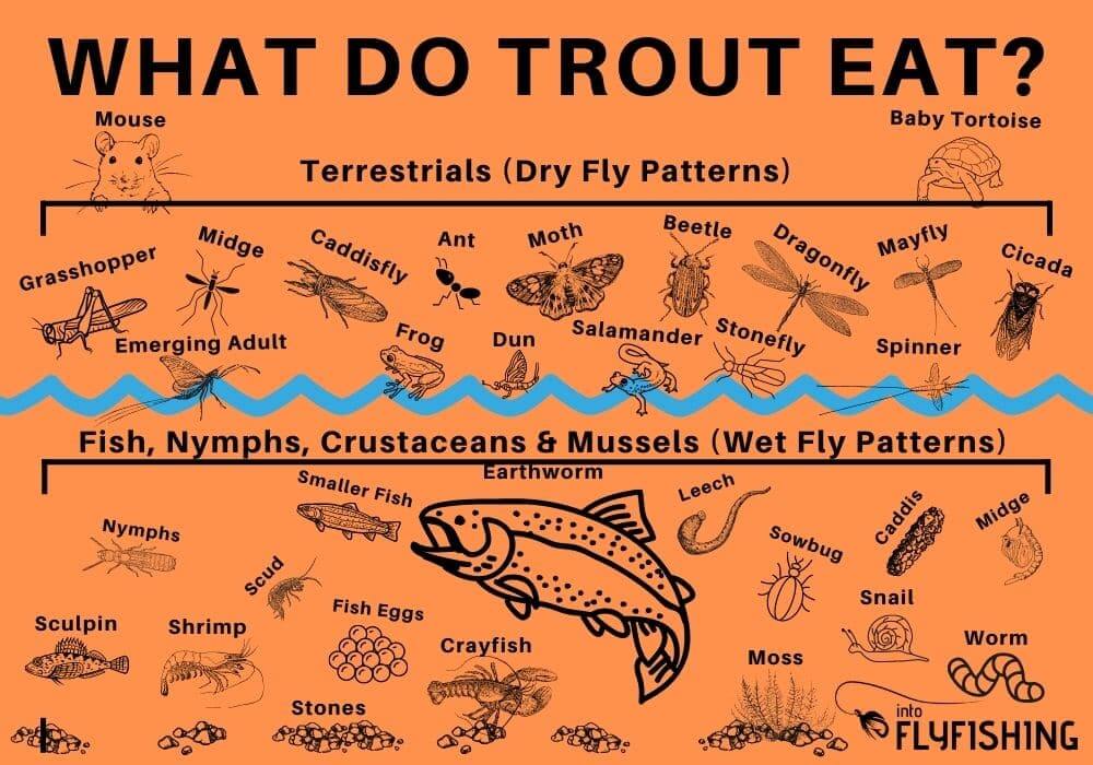 Understand Fish Diets Trout – Ussuris
