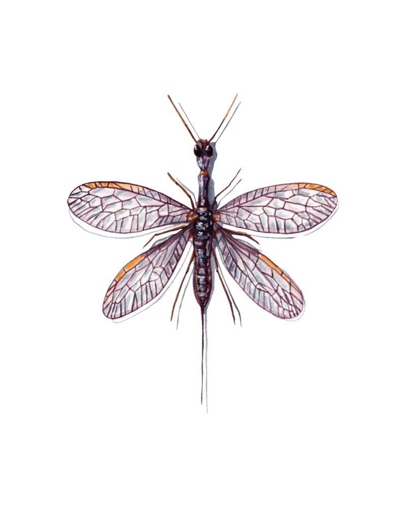 Jewel-Winged Predators of the Forest – Ussuris